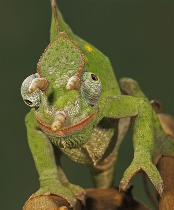 WTF, Evolution?! 10 Animals That Prove Nature Is Out Of Its Mind ...