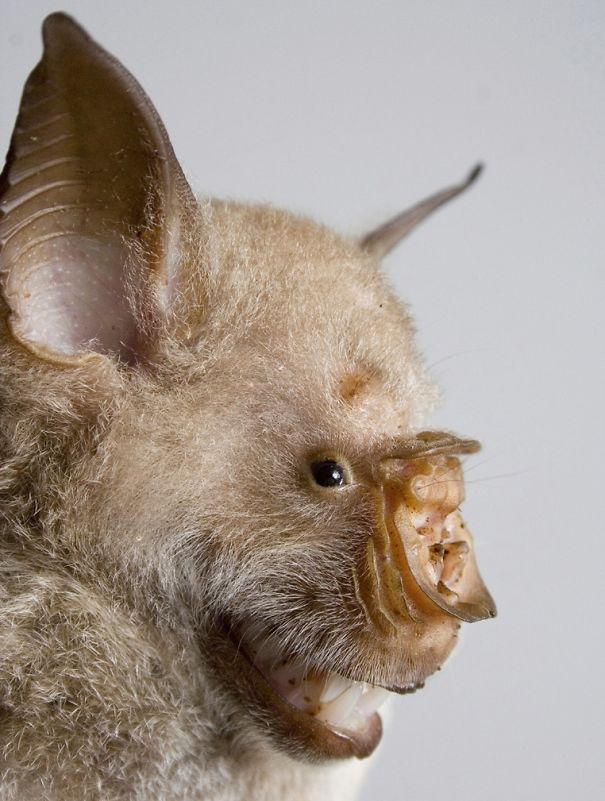 WTF, Evolution?! 10 Animals That Prove Nature Is Out Of Its Mind ...
