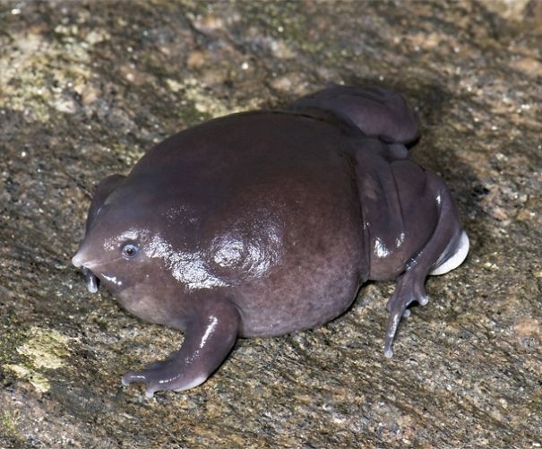 WTF, Evolution?! 10 Animals That Prove Nature Is Out Of Its Mind ...