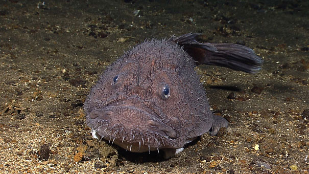 WTF, Evolution?! 10 Animals That Prove Nature Is Out Of Its Mind ...