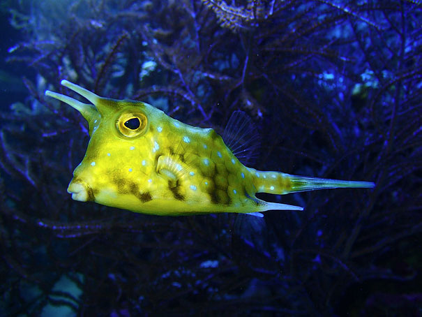 WTF, Evolution?! 10 Animals That Prove Nature Is Out Of Its Mind ...