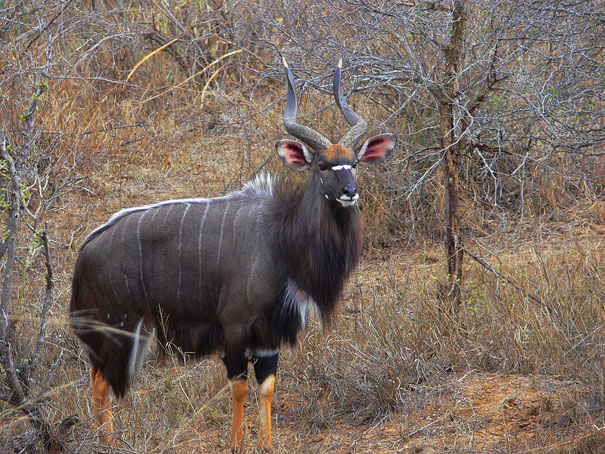 WTF, Evolution?! 10 Animals That Prove Nature Is Out Of Its Mind ...