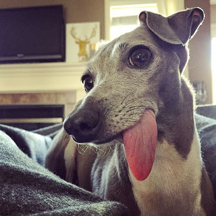 Nobody Knew How To Help This Dog Who Was Scared Of Everything, Until ...