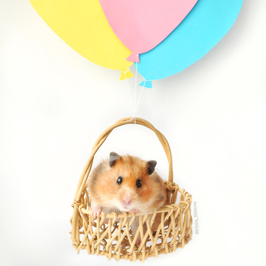 Why We Love Our Corporate Hamster | Bored Panda