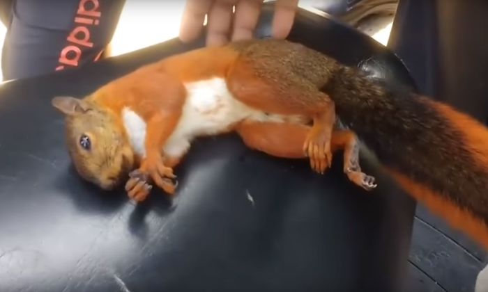 Watch Man Revive A Squirel After Getting Electrocuted And It’s Both Sad ...