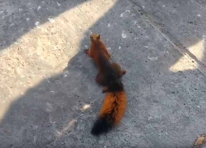 Watch Man Revive A Squirel After Getting Electrocuted And It’s Both Sad ...