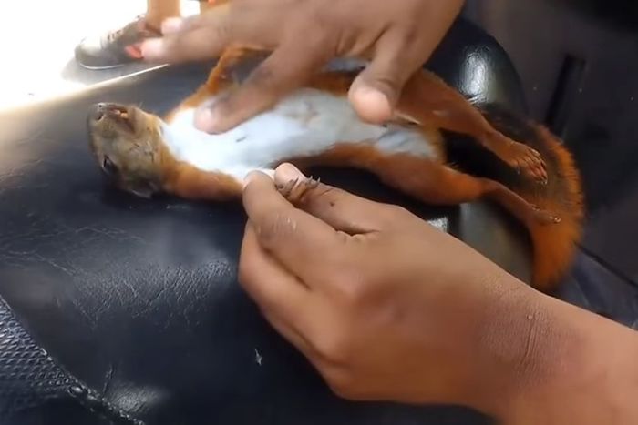 Watch Man Revive A Squirel After Getting Electrocuted And It’s Both Sad ...