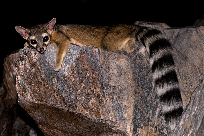 People Are Loving These Adorable Ringtail Cats That Are Native To North ...