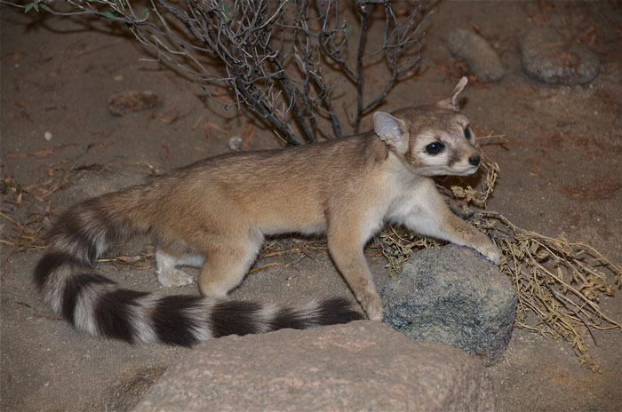 People Are Loving These Adorable Ringtail Cats That Are Native To North ...