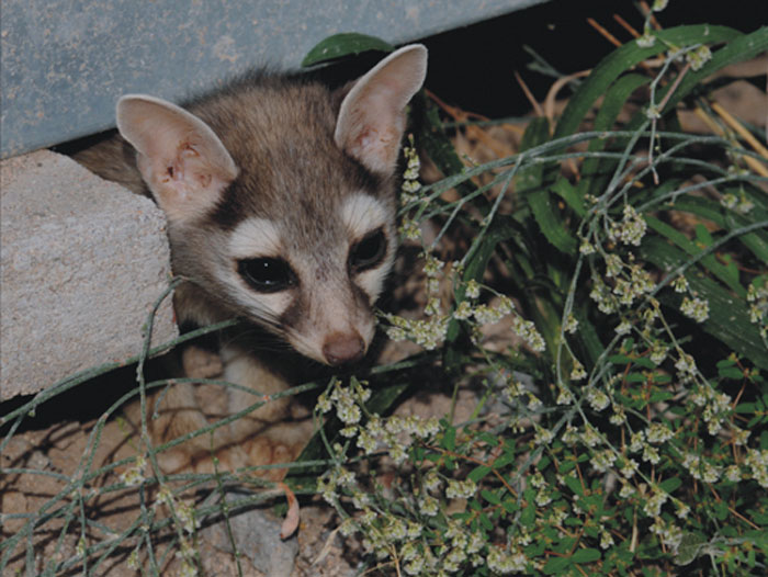 People Are Loving These Adorable Ringtail Cats That Are Native To North ...