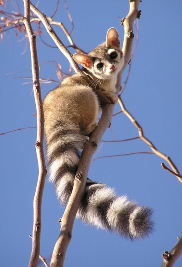 People Are Loving These Adorable Ringtail Cats That Are Native To North America | Bored Panda