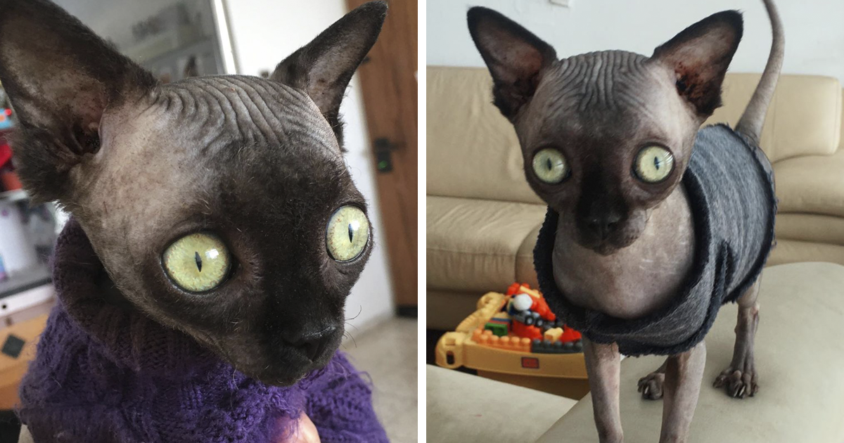 Chaton Sphynx qui ressemble à une chauve-souris est maintenant en bonne ...