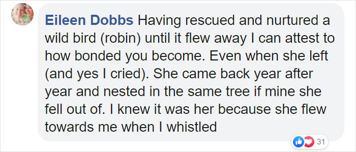 This Is Loki, The Affectionate Raven Who Loves To Cuddle And Steal ...