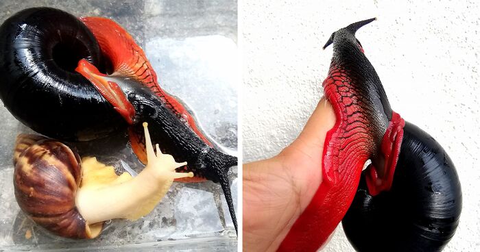 This Fire Snail Is The Vampire Equivalent Of A Slug | Bored Panda