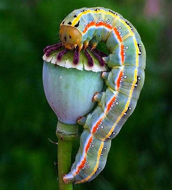 Turns Out, Caterpillars Have Tiny Little Feet, And They’re So Cute It’s ...