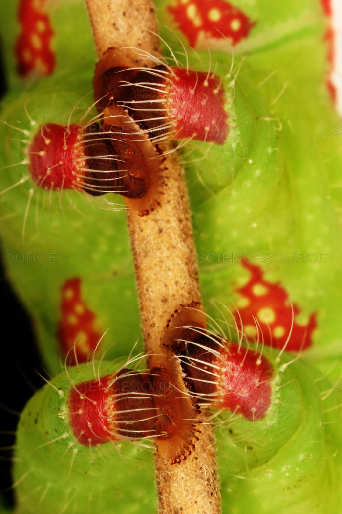 Turns Out, Caterpillars Have Tiny Little Feet, And They’re So Cute It’s ...
