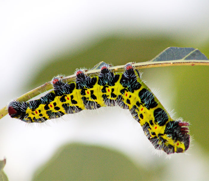 Turns Out, Caterpillars Have Tiny Little Feet, And They’re So Cute It’s ...