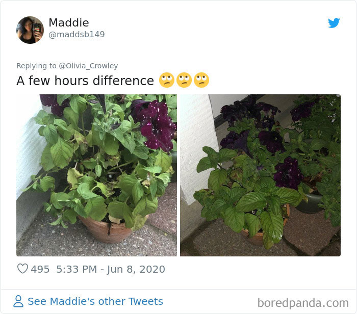 People Are Posting Pics Of Their Plants’ Hilarious Dramatic Behavior ...