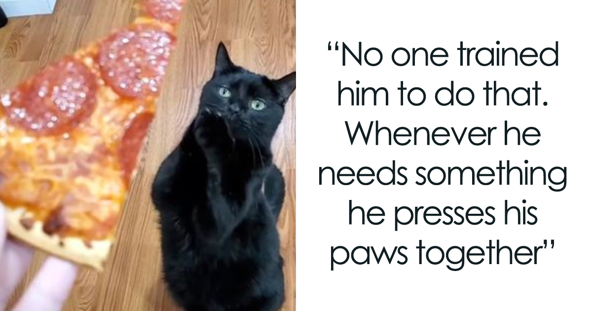 This Cat Went Viral Because He Learned To Beg In A Way That Melts ...