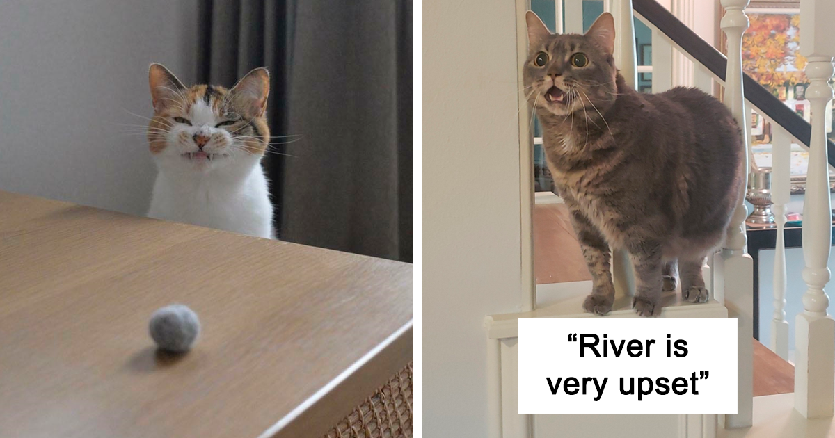 50 Times Cat Owners Got Fascinated By Their ‘Teefies’ (New Pics ...