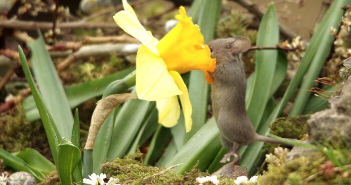 I Built A Little World In My Garden For Mice To Live In, And They’re ...