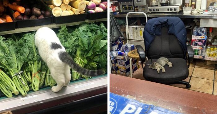 40 Cute Photos Of Bodega Cats That Feel Like Masters Of The Shops (New ...