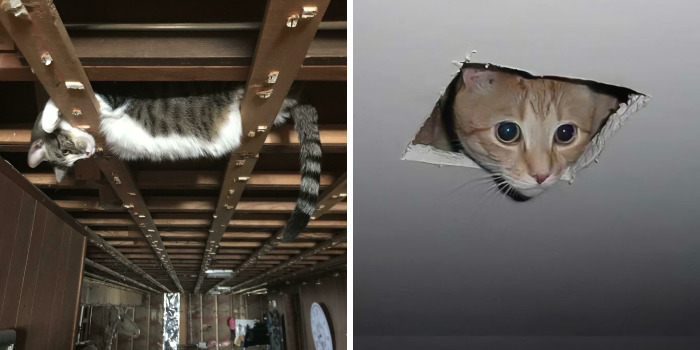 50 Of The Funniest Pics Of Cats Watching People From The Ceiling ...
