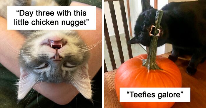50 Times Cat Owners Got Fascinated By Their ‘Teefies’ (New Pics ...