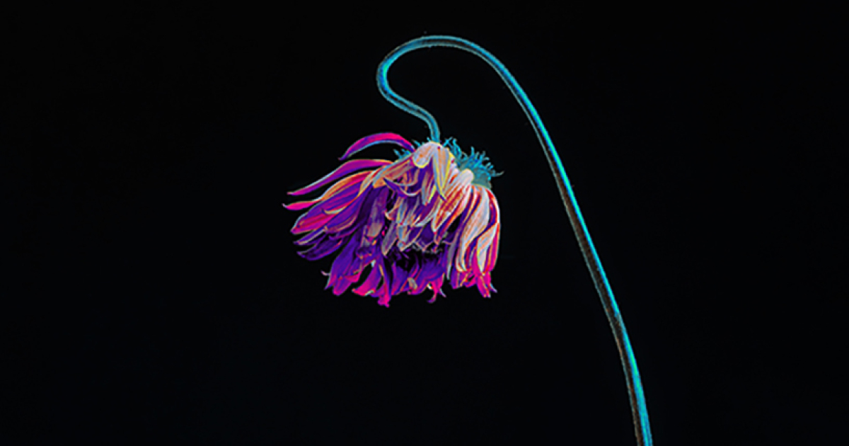 I Saw Beauty In Fading Flowers (8 Pics) | Bored Panda