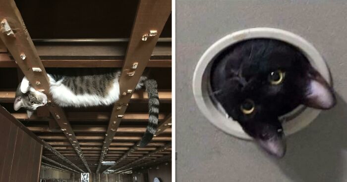 50 Of The Funniest Pics Of Cats Watching People From The Ceiling ...