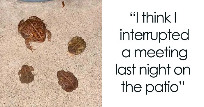 50 Adorable And Funny Frog Pics To Make Your Day Better | Bored Panda