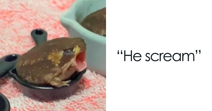 50 Adorable And Funny Frog Pics To Make Your Day Better | Bored Panda