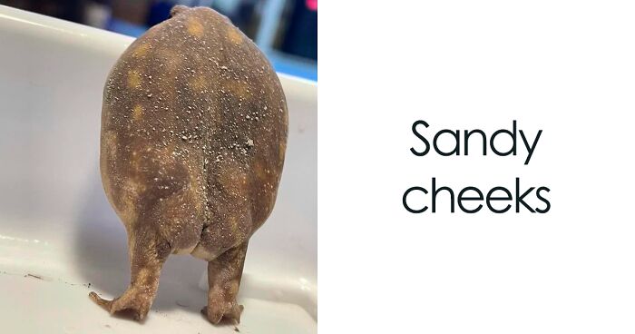 50 Adorable And Funny Frog Pics To Make Your Day Better | Bored Panda