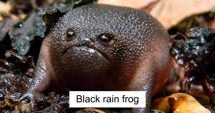 50 Adorable And Funny Frog Pics To Make Your Day Better | Bored Panda