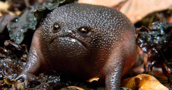 50 Adorable And Funny Frog Pics To Make Your Day Better | Bored Panda