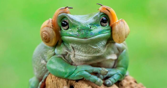 50 Adorable And Funny Frog Pics To Make Your Day Better | Bored Panda