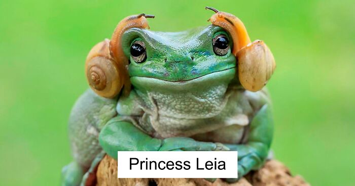 50 Adorable And Funny Frog Pics To Make Your Day Better | Bored Panda