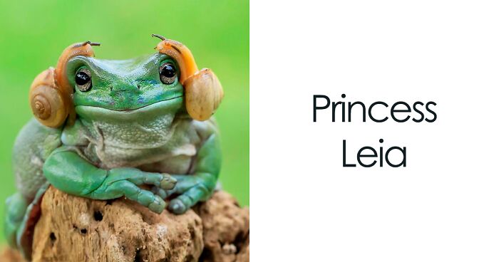 50 Adorable And Funny Frog Pics To Make Your Day Better | Bored Panda