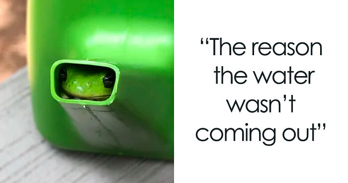 50 Adorable And Funny Frog Pics To Make Your Day Better | Bored Panda