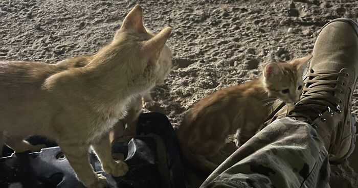 Sergeant Whiskers: A Cat With Two Kittens That Comforted Soldiers While ...