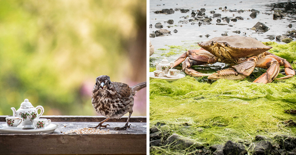 I Have Fun And Magical Tea Parties With All Kinds Of Animals (14 New ...