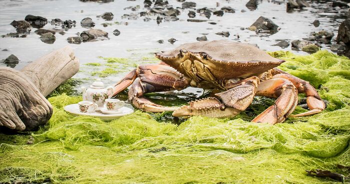 I Have Fun And Magical Tea Parties With All Kinds Of Animals (14 New ...