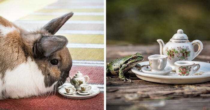 I Have Fun And Magical Tea Parties With All Kinds Of Animals (14 New ...