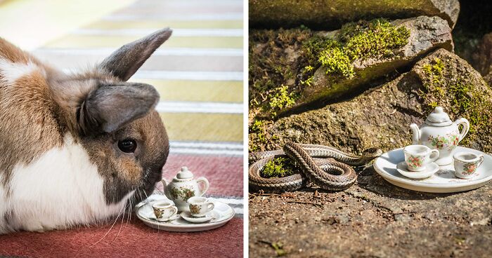 I Have Fun And Magical Tea Parties With All Kinds Of Animals (14 New ...