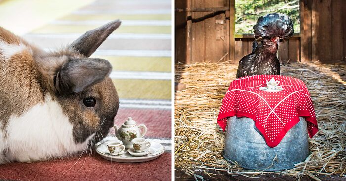 I Have Fun And Magical Tea Parties With All Kinds Of Animals (14 New ...