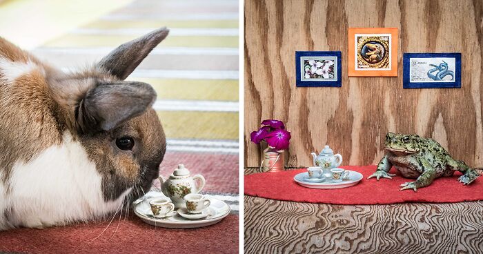 I Have Fun And Magical Tea Parties With All Kinds Of Animals (14 New ...