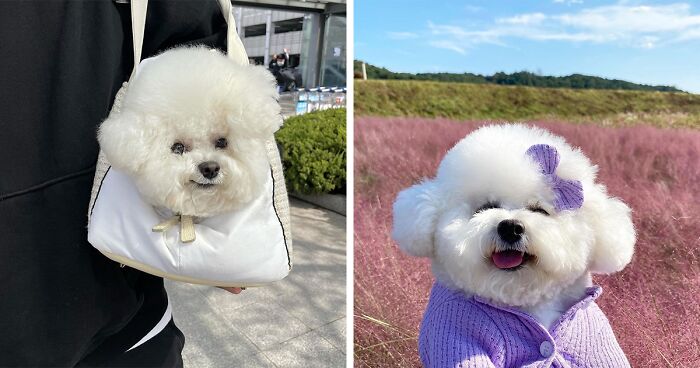 This Adorable Pup Makes The Silliest Faces (30 Pics) | Bored Panda