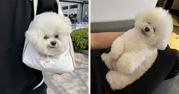 This Adorable Pup Makes The Silliest Faces (30 Pics) | Bored Panda