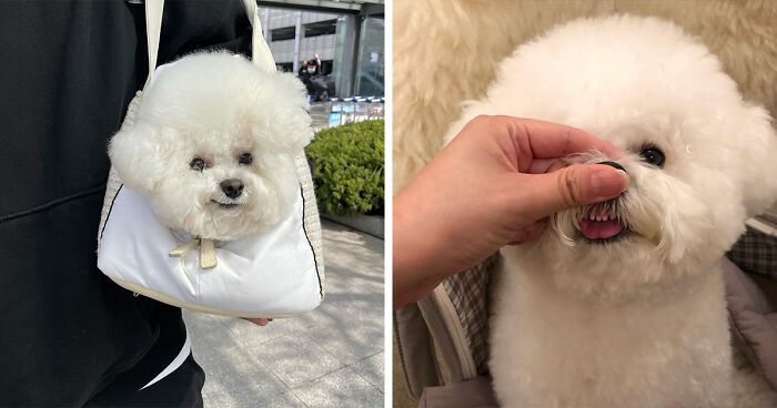 This Adorable Pup Makes The Silliest Faces (30 Pics) | Bored Panda