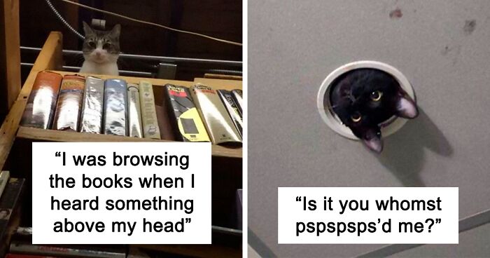 50 Of The Funniest Pics Of Cats Watching People From The Ceiling ...
